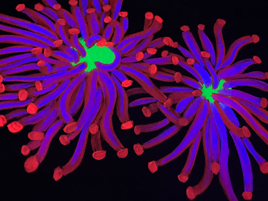 Malaysian torch joker painting – Kilaartsbykimberly